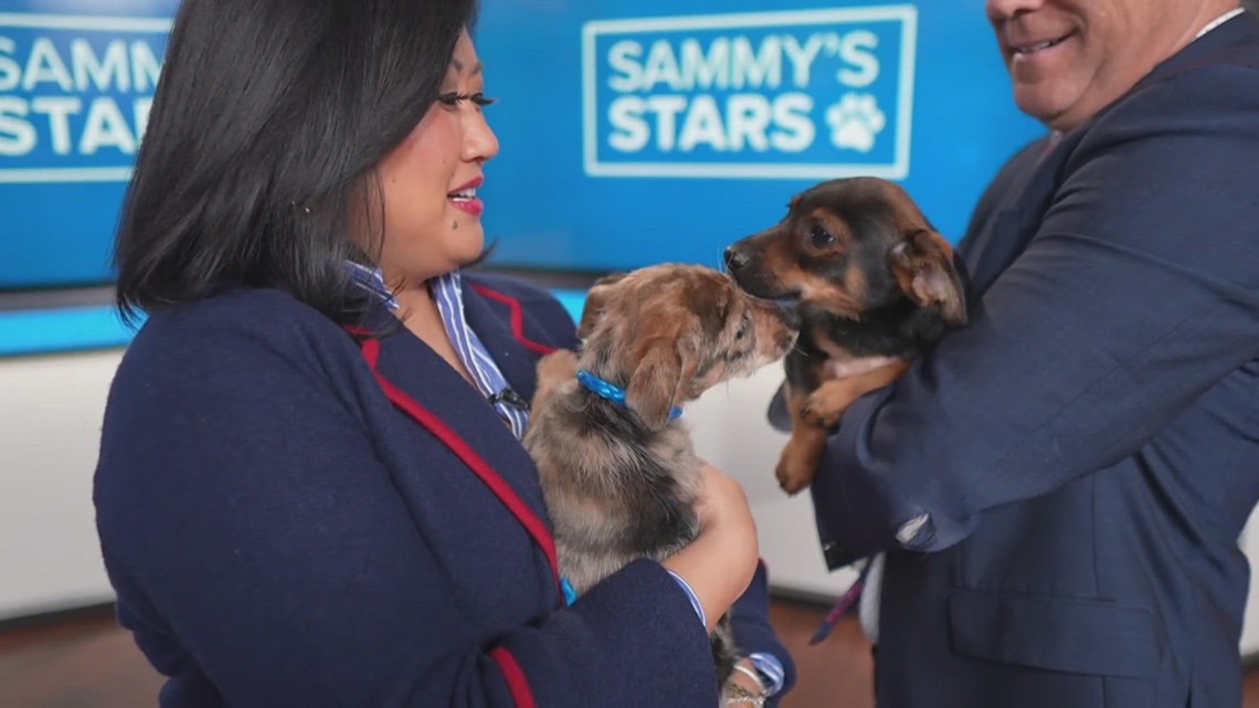 Sammy's Stars: Chilli, Bandit, and Cici | ksdk.com