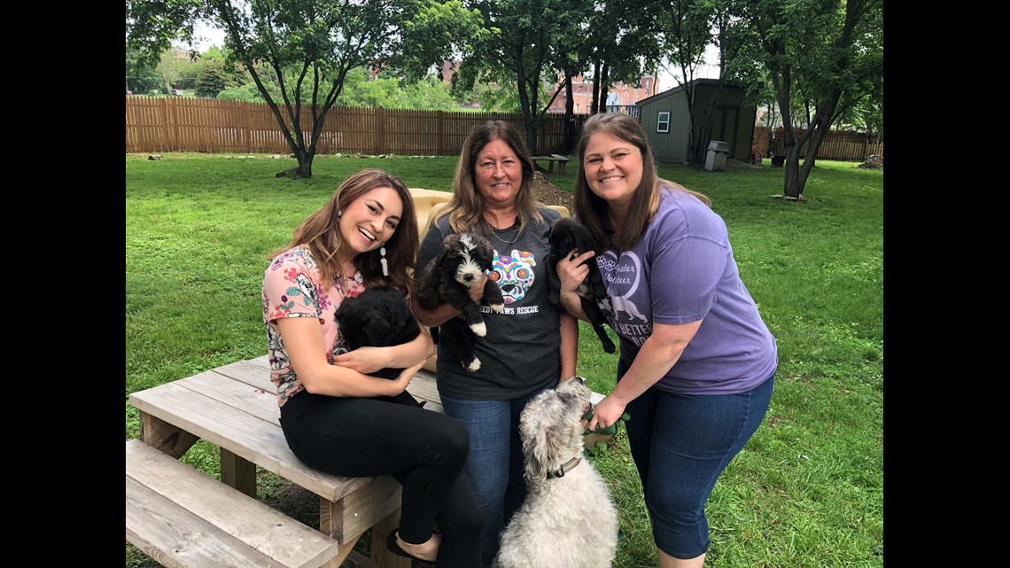 Needy Paws Rescue offering adoptable puppies named after St. Louis ...
