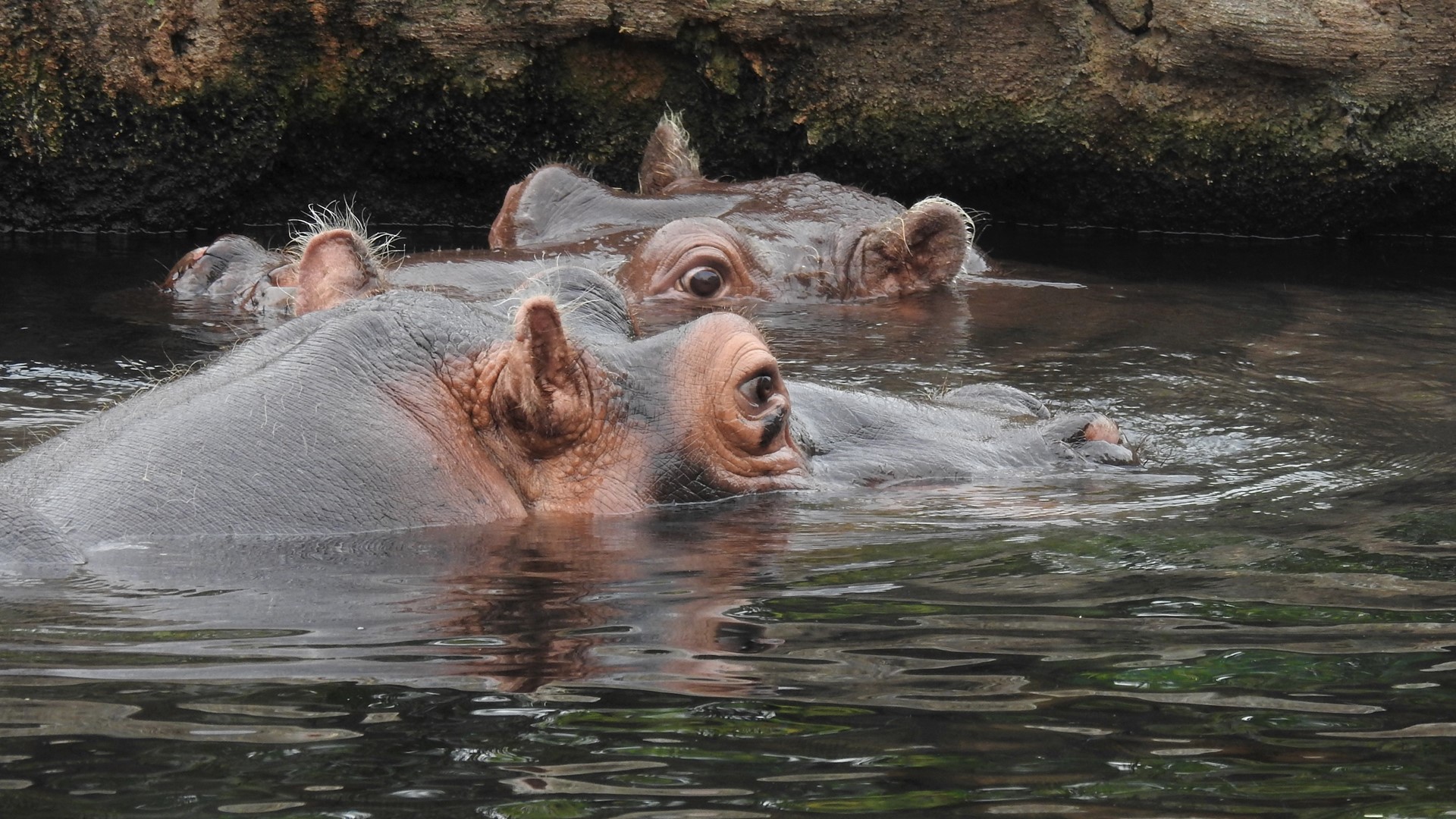 National Hippo Day: What to know about these 'river horses' | ksdk.com
