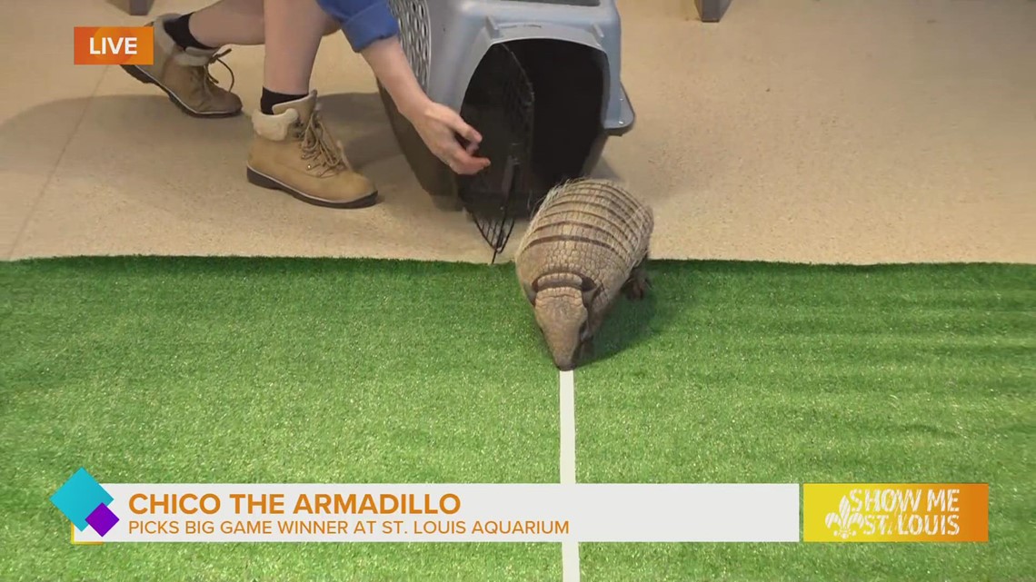 Armadillo predicts Super Bowl winner at St. Louis Aquarium Union Station | ksdk.com