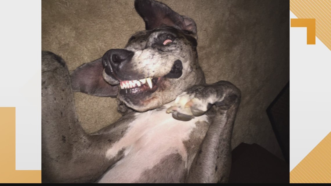 Unflattering dog photos are trending online and it's exactly what we ...