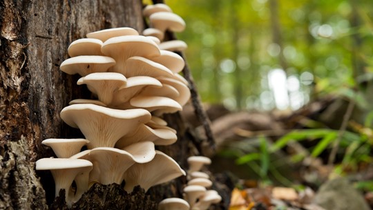 Foraging in Missouri: Edible foods in the woods in October | ksdk.com