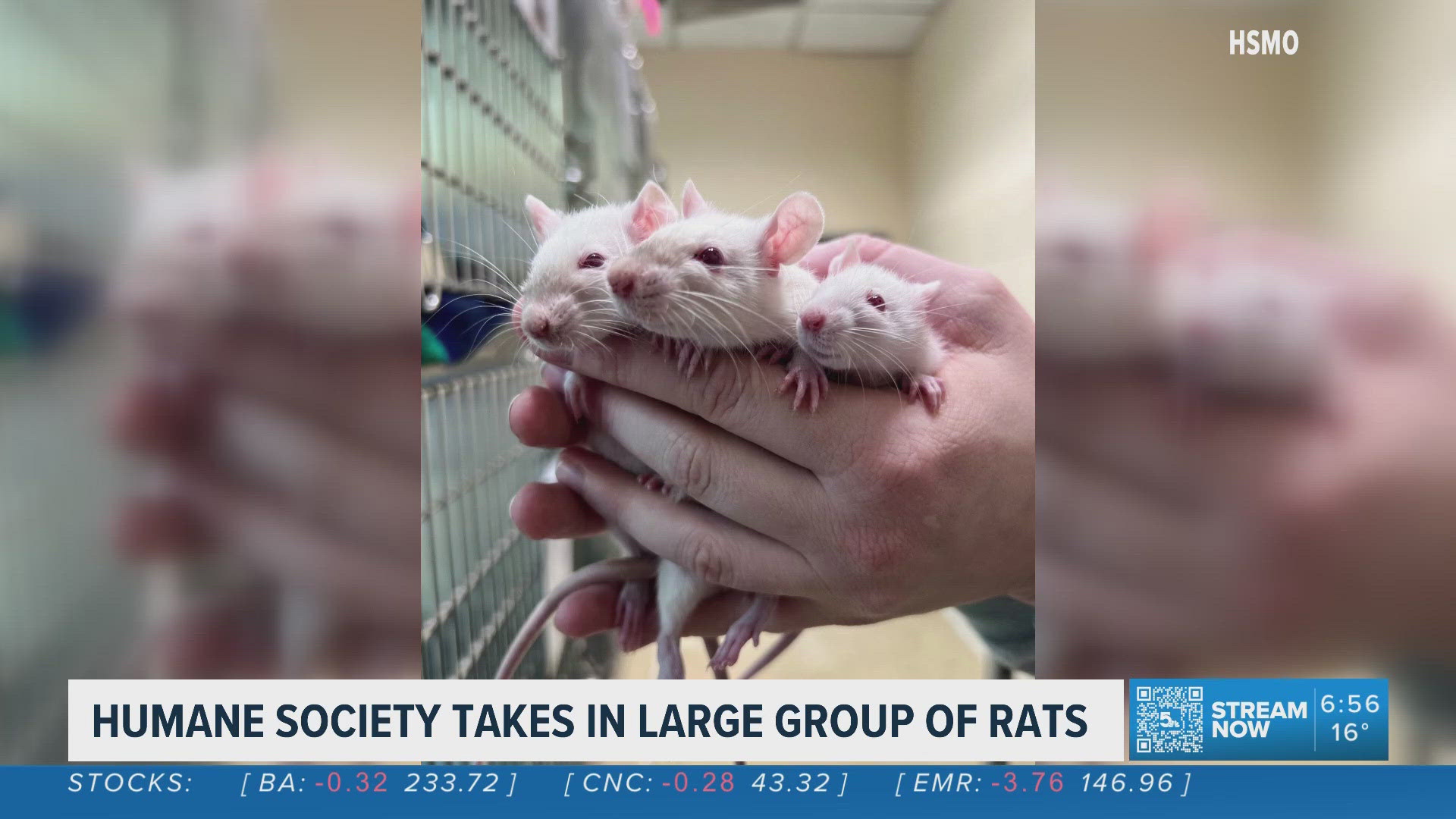 Humane Society of Missouri takes in large group of rats | ksdk.com