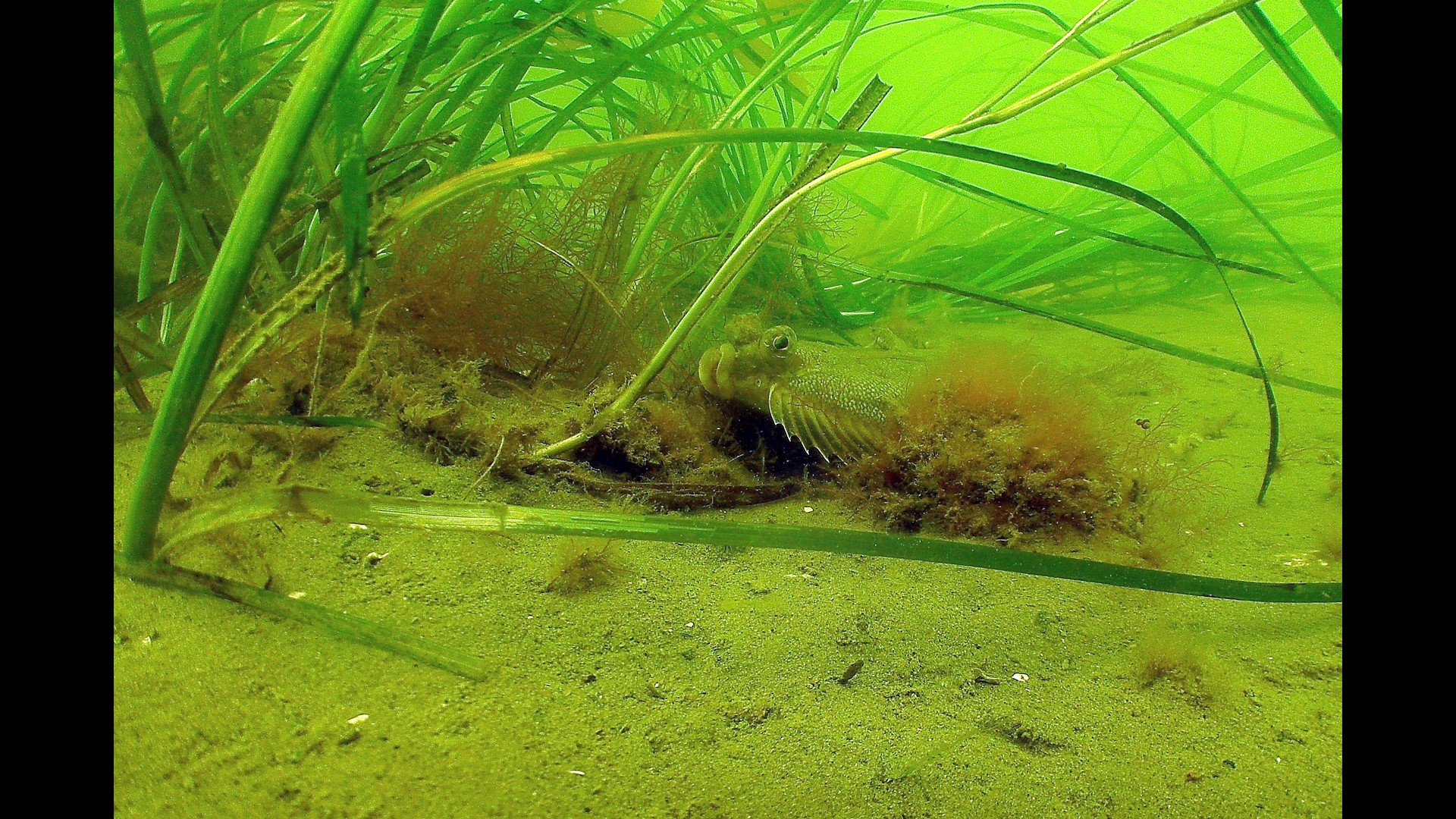 Scientists are struggling to save seagrass from coastal pollution ...