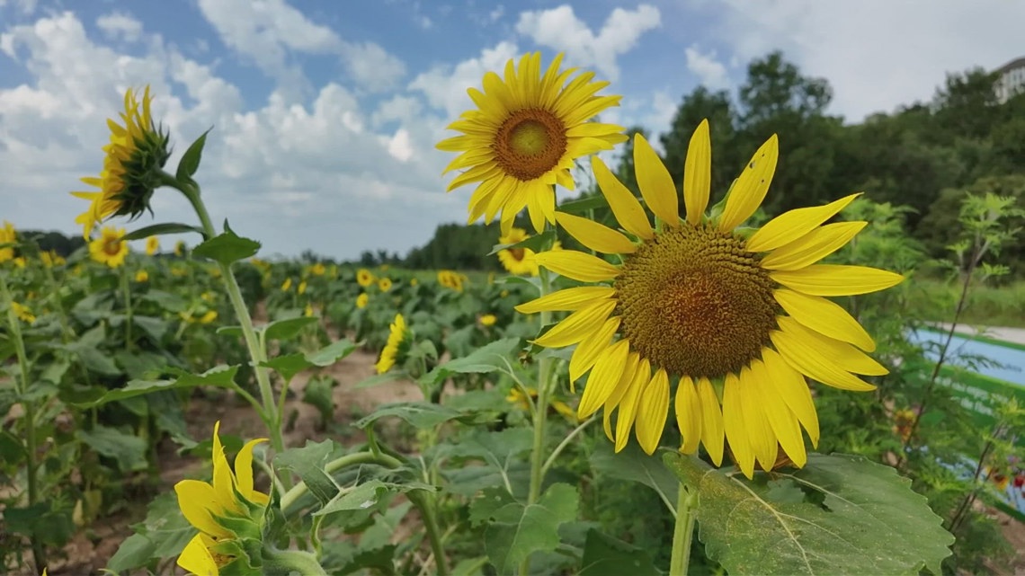 Marian’s Place: Sunflower field grown from love in St. Louis County ...