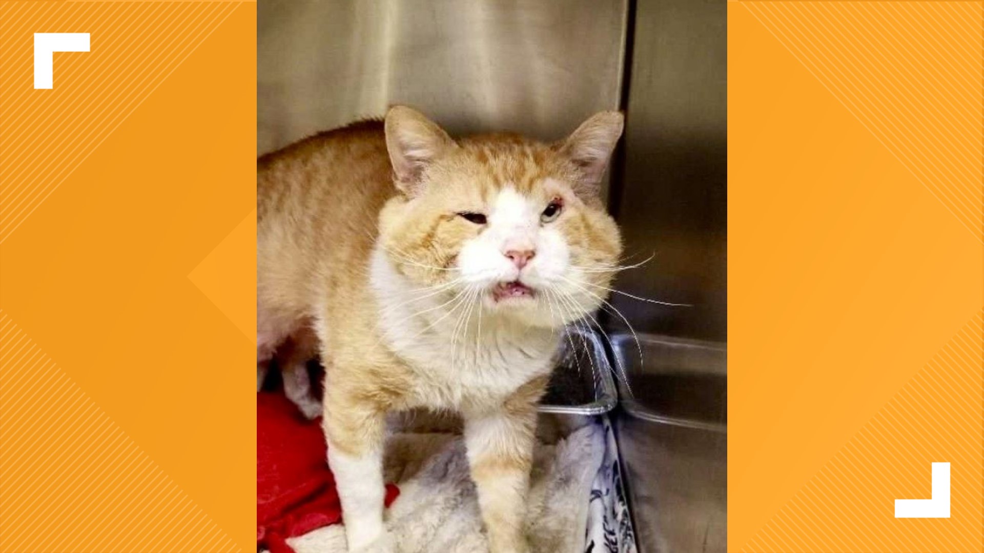 St. Louis cats | Beloved cat adopted by nursing home | ksdk.com