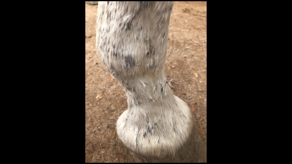 How To Avoid Getting Bit By Chiggers