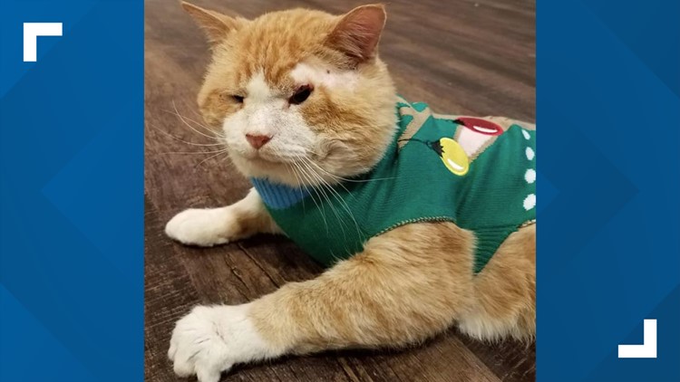 St. Louis cats | Beloved cat adopted by nursing home | ksdk.com