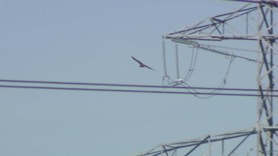Ameren Illinois, raptor experts team up to protect birds from ...