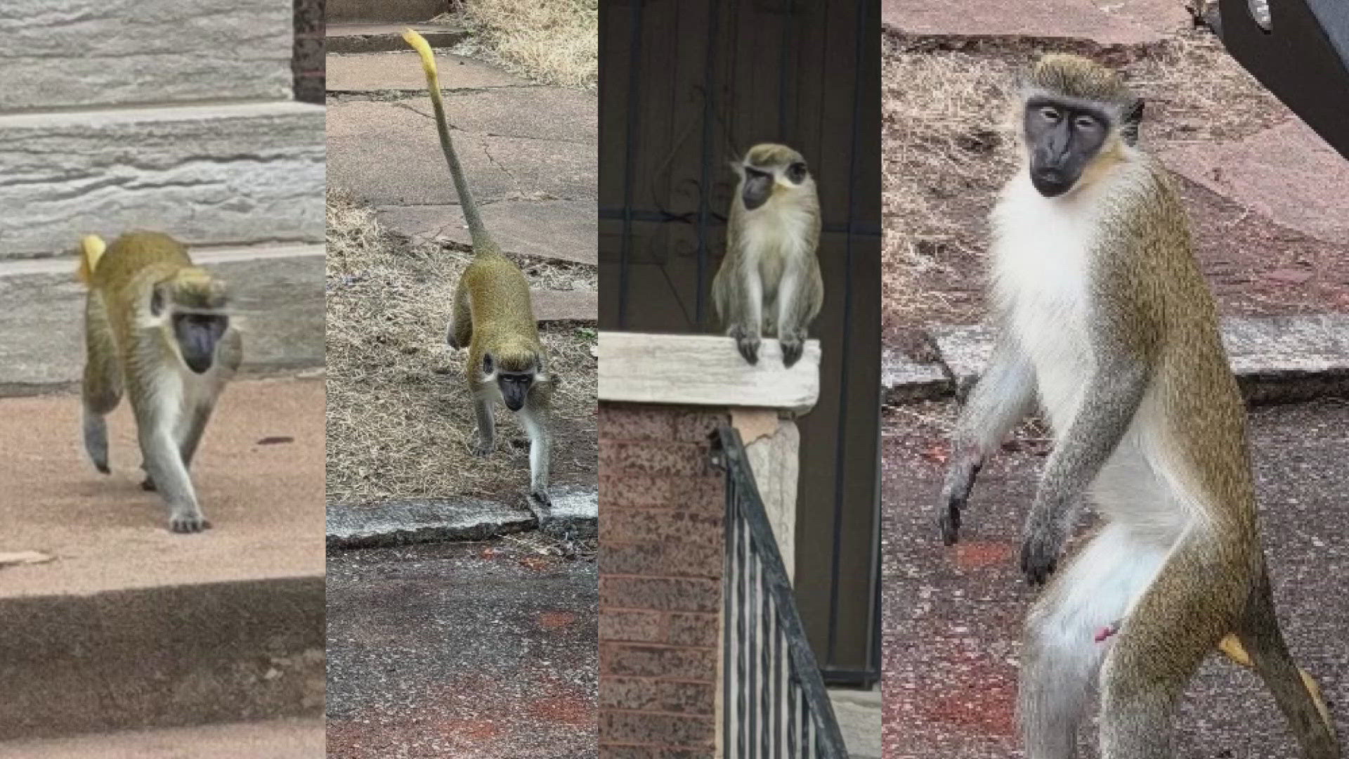 Officials still searching for several monkeys loose in north St. Louis ...