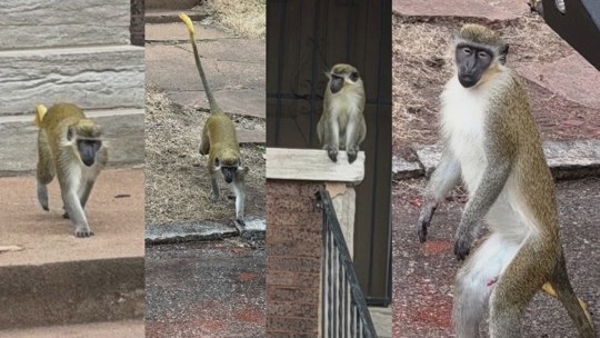 St. Louis' monkey mystery draws attention of late night comedians ...