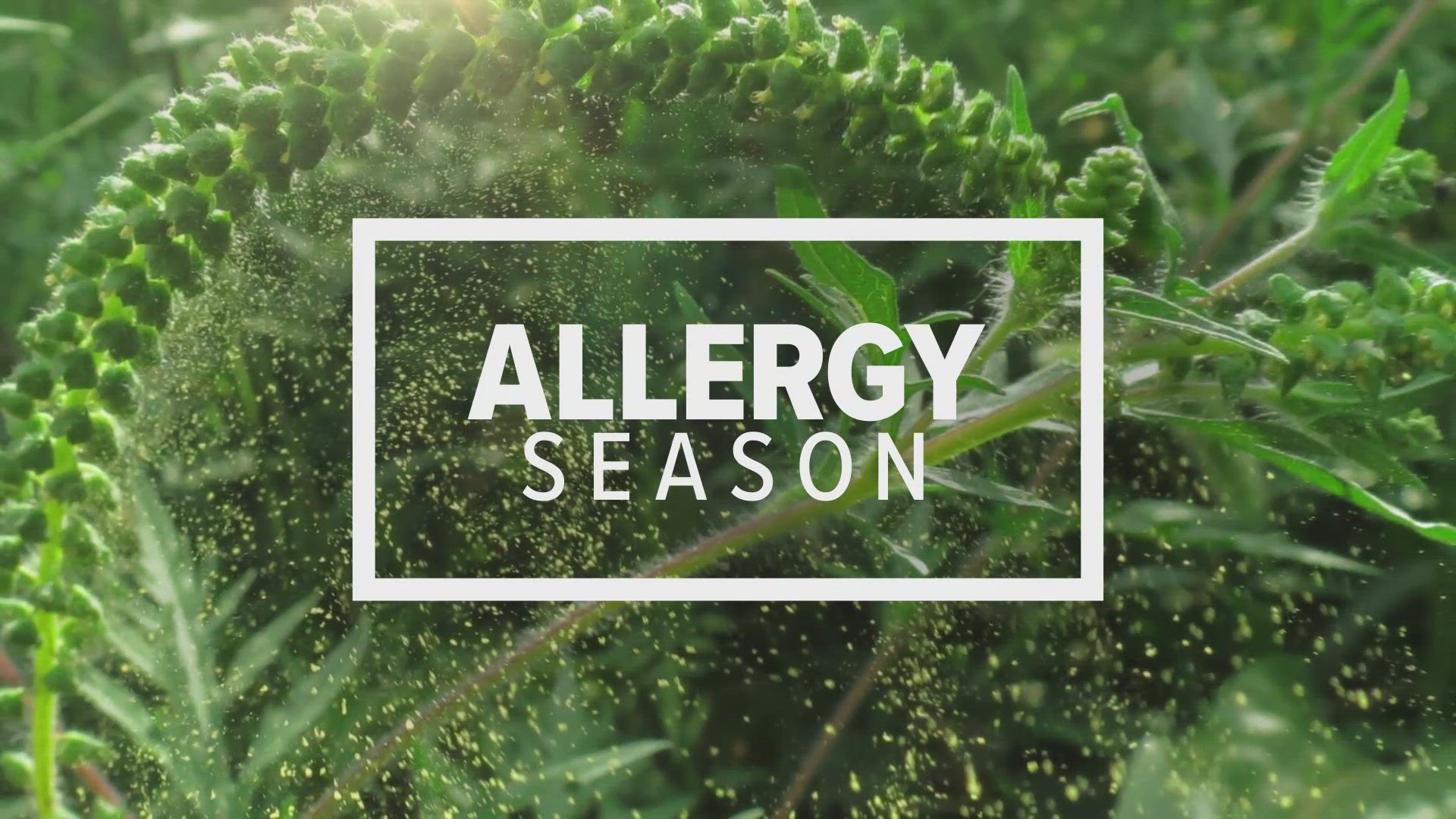 Why your seasonal allergies could be worse this year | ksdk.com