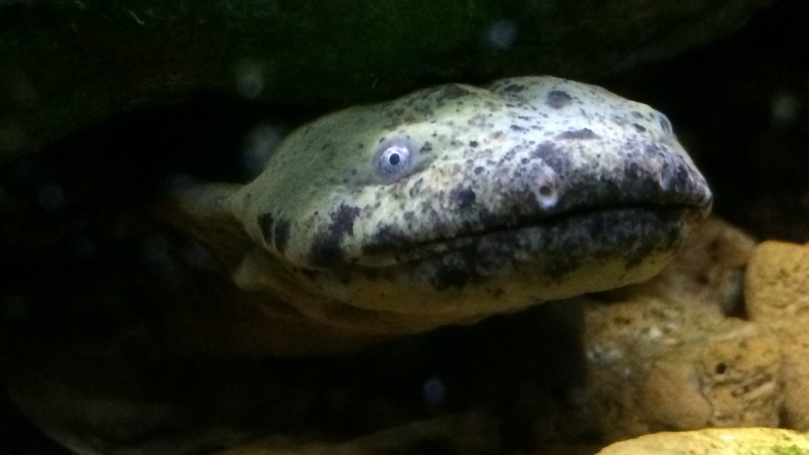 Missouri eastern hellbenders get endangered species protection | ksdk.com