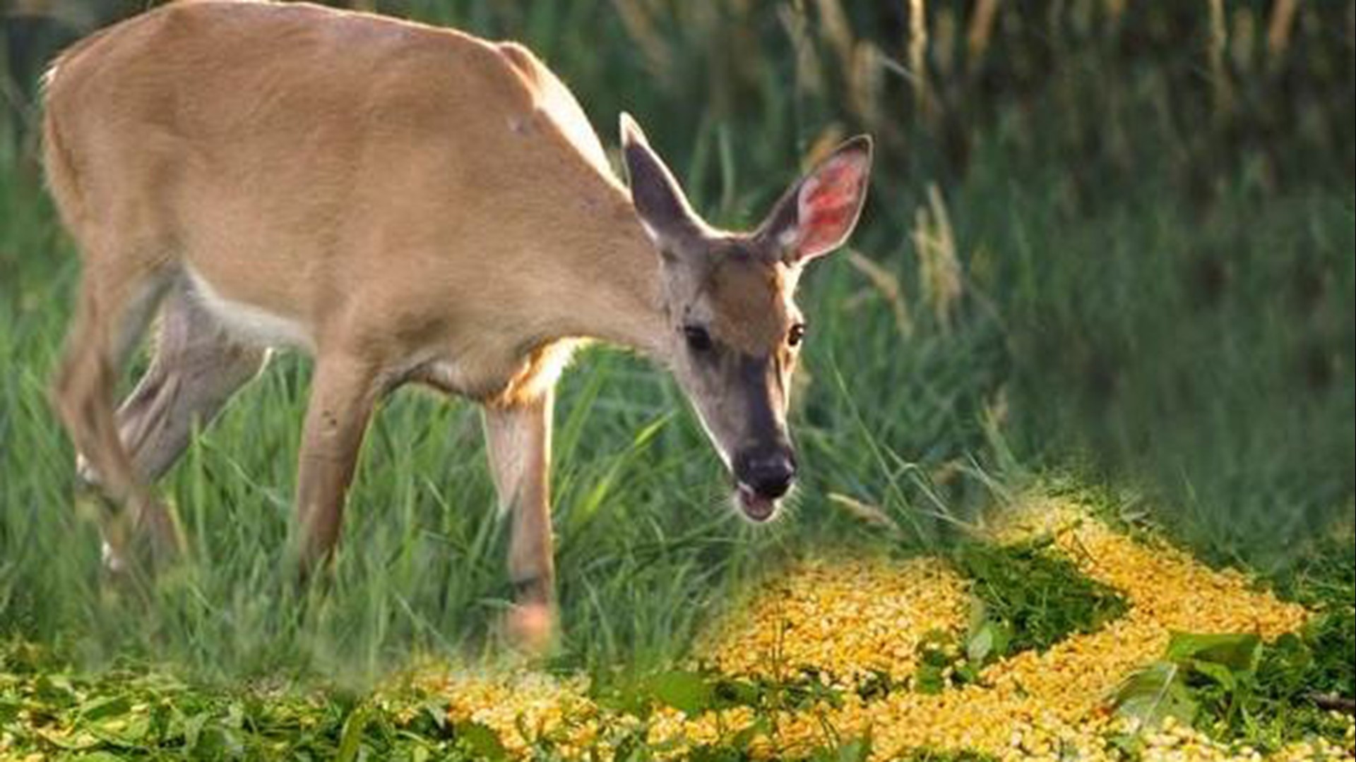 MDC testing harvested deer for CWD on opening weekend | ksdk.com