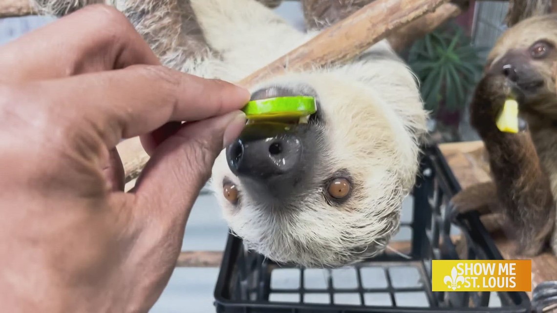 Critter Lane Petting Zoo welcomes new and returning visitors | ksdk.com