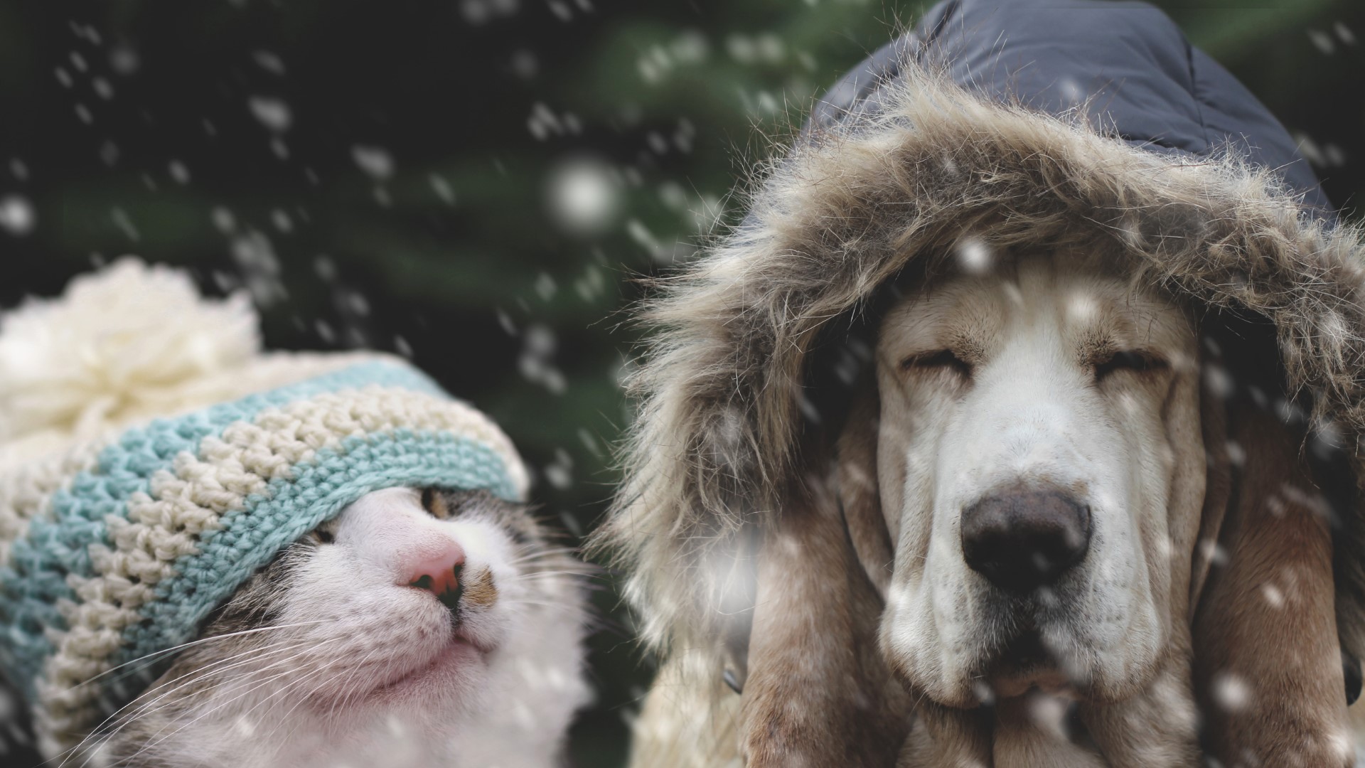 If It s Too Cold For You It s Too Cold For Your Pets Ksdk