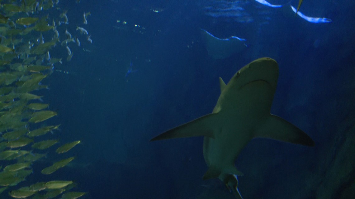 St. Louis Aquarium: A first look at Shark Canyon | ksdk.com