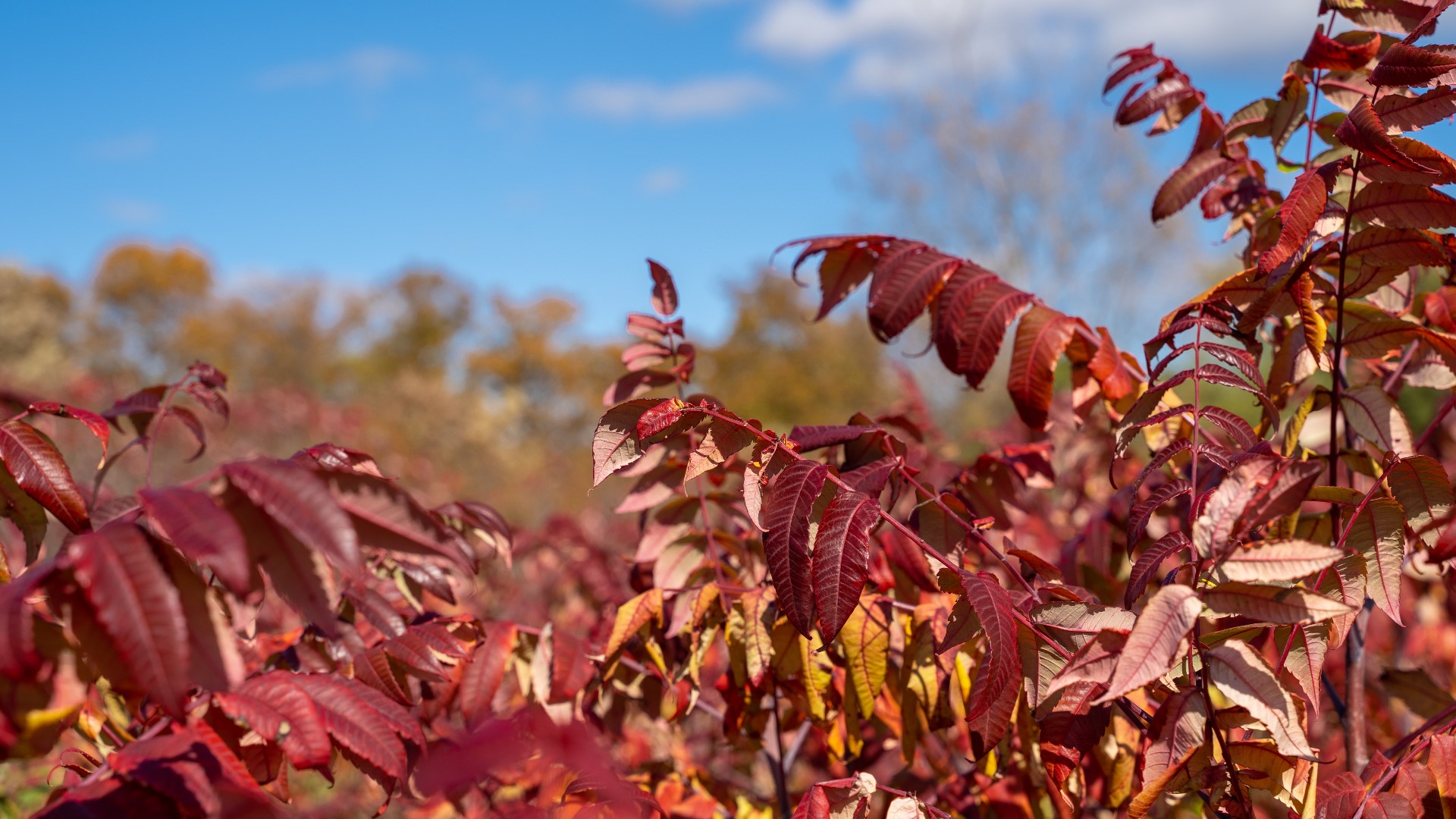 Fall colors in Missouri, Illinois: Trees with colorful leaves | ksdk.com