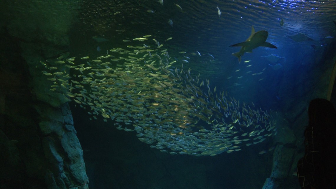 St. Louis Aquarium: A first look at Shark Canyon | ksdk.com