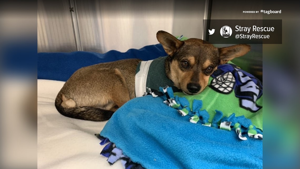 Stray Rescue of St. Louis helps dog that had been shot | ksdk.com