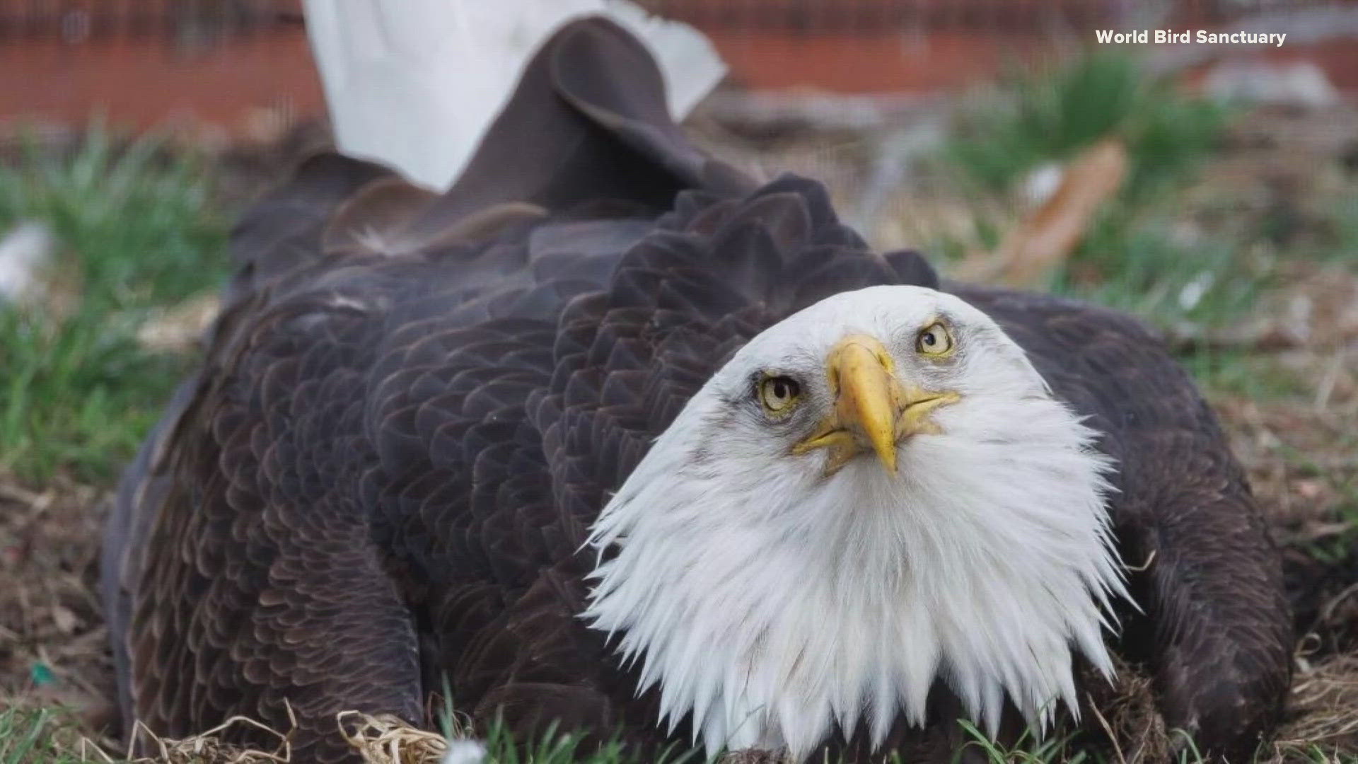 Famous Missouri eagle who adopted rock dies during severe storm | ksdk.com