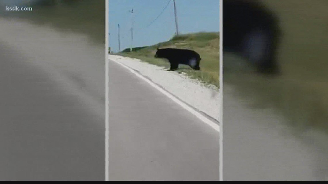 Bruno the black bear spotted in Missouri | ksdk.com