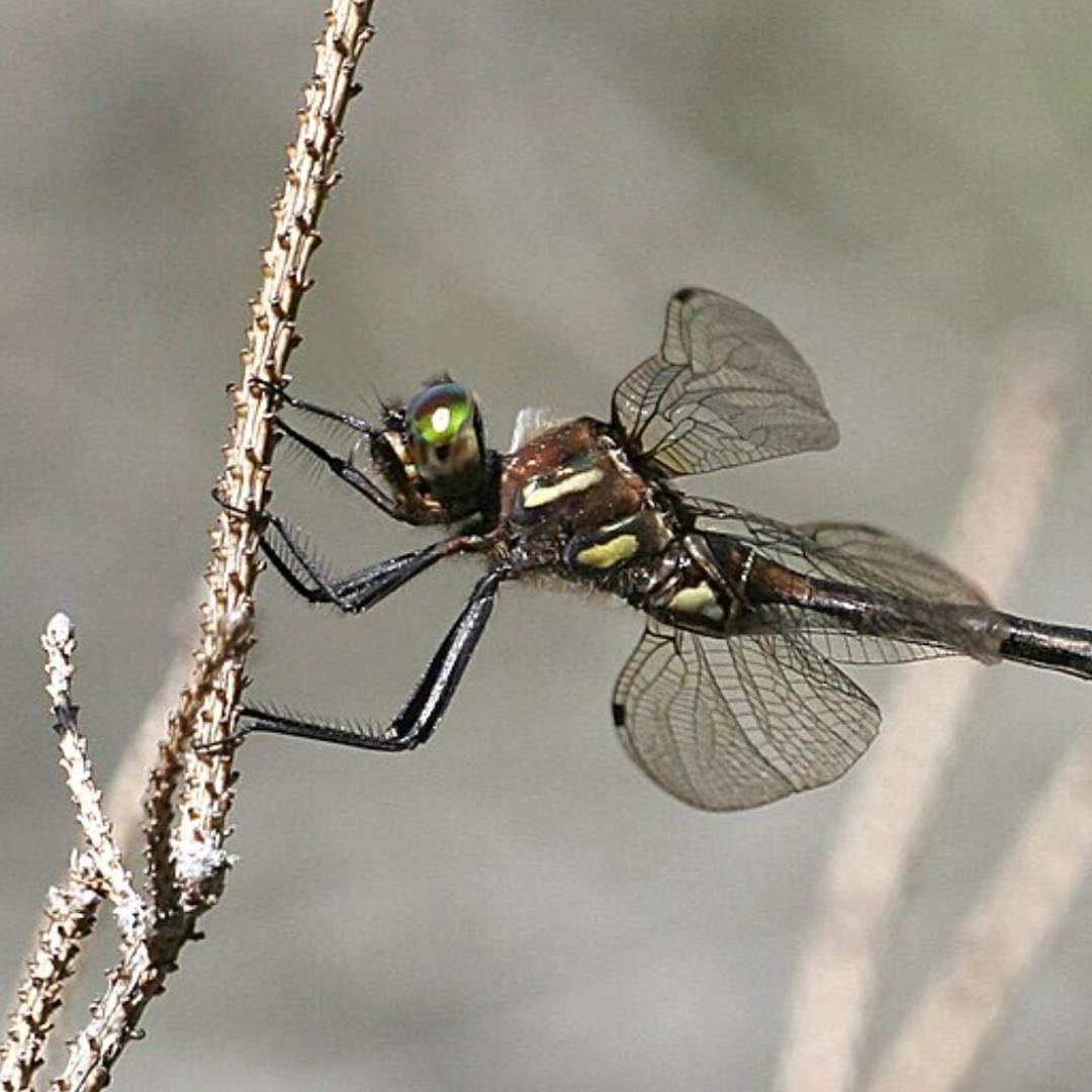 Extremely rare dragonfly spotted for first time in Bollinger County ...