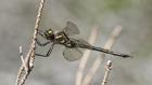 Extremely rare dragonfly spotted for first time in Bollinger County ...