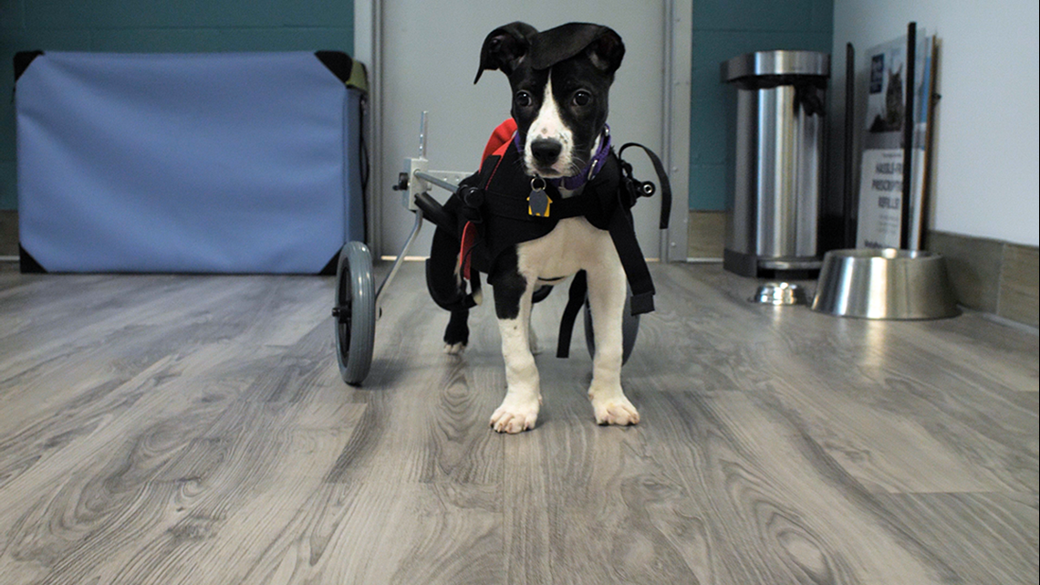 Puppy with paralyzed legs learning how to walk | ksdk.com