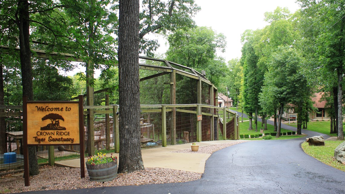 Missouri sanctuary rescues tiger from infamous Tiger King Park | ksdk.com