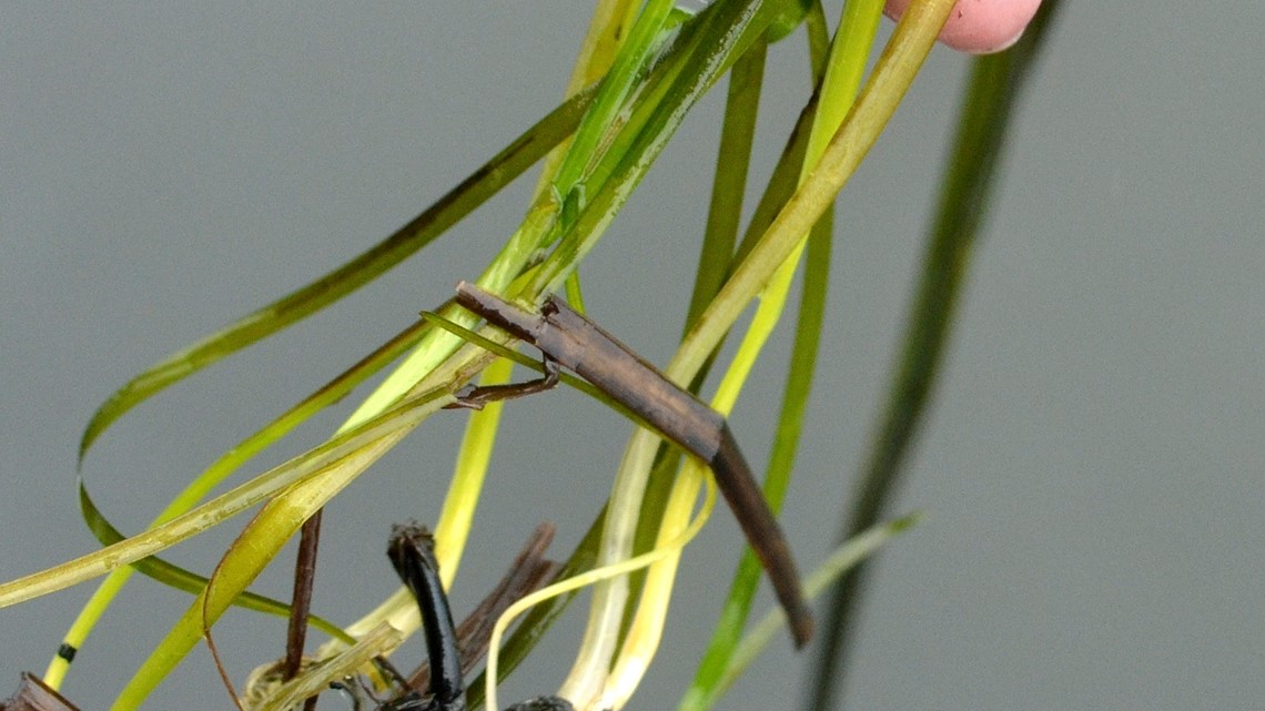 Scientists are struggling to save seagrass from coastal pollution ...