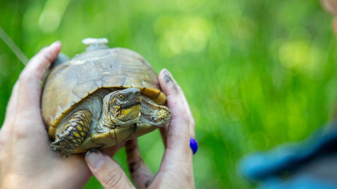 Famous Forest Park box turtle dies | ksdk.com