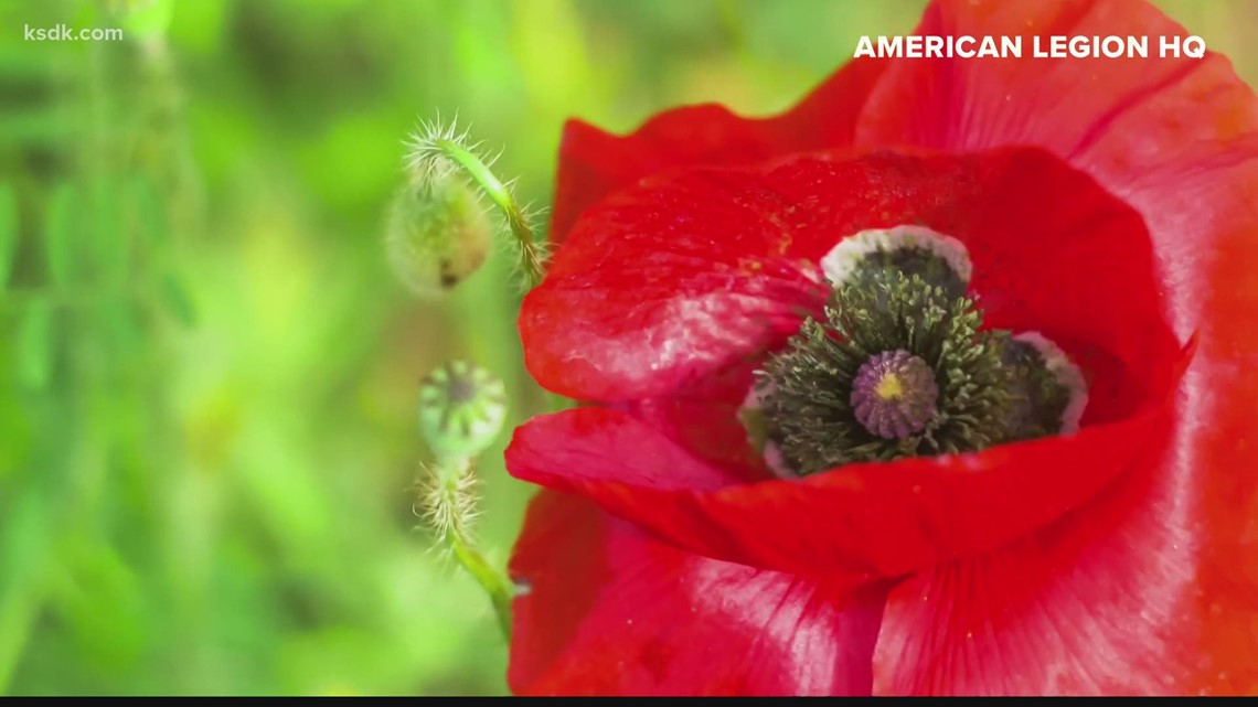 The American Legion explains the importance of National Poppy Day ...