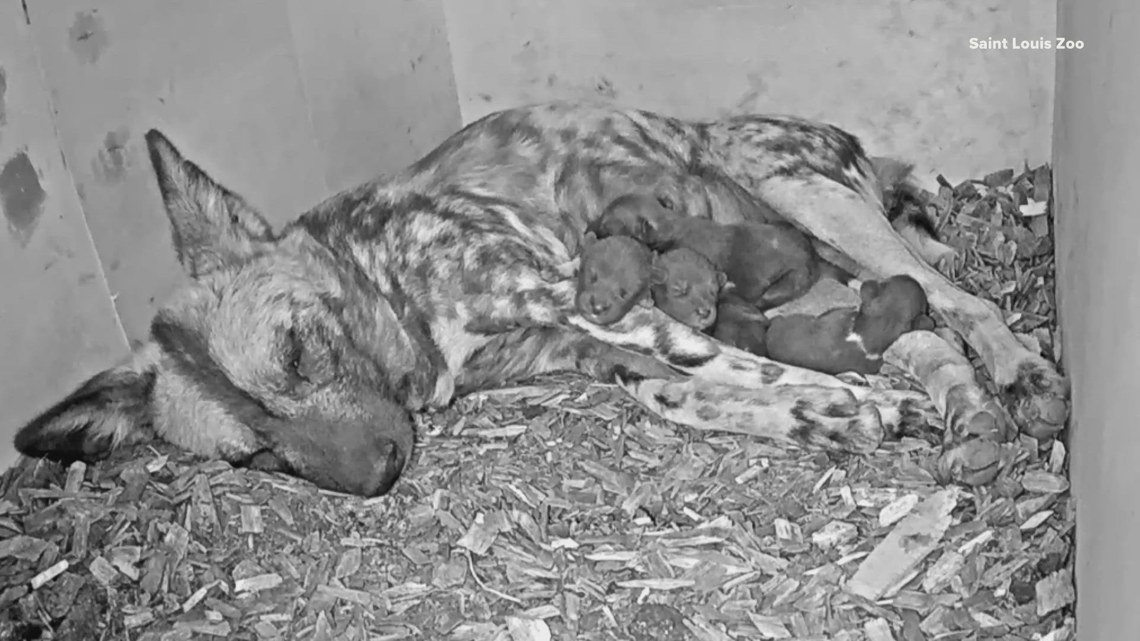 Saint Louis Zoo welcomes 4 African painted dog pups | ksdk.com