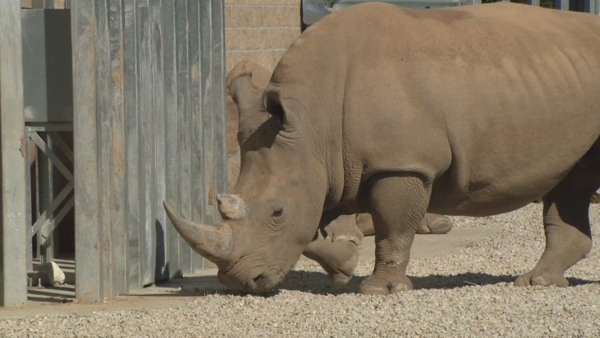 Giraffes and rhinos make Saint Louis Zoo's WildCare Park their new home ...