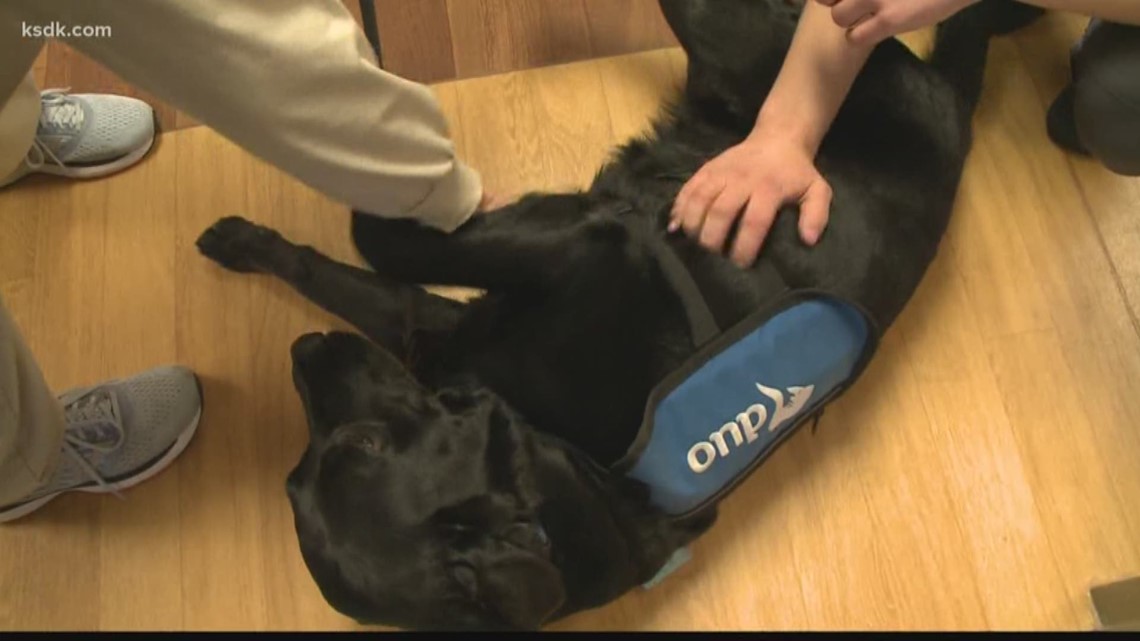 Therapy dog with pacemaker raising the spirits of heart patients | ksdk.com