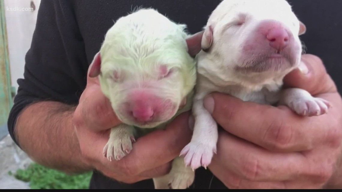 Puppy born with green fur | ksdk.com