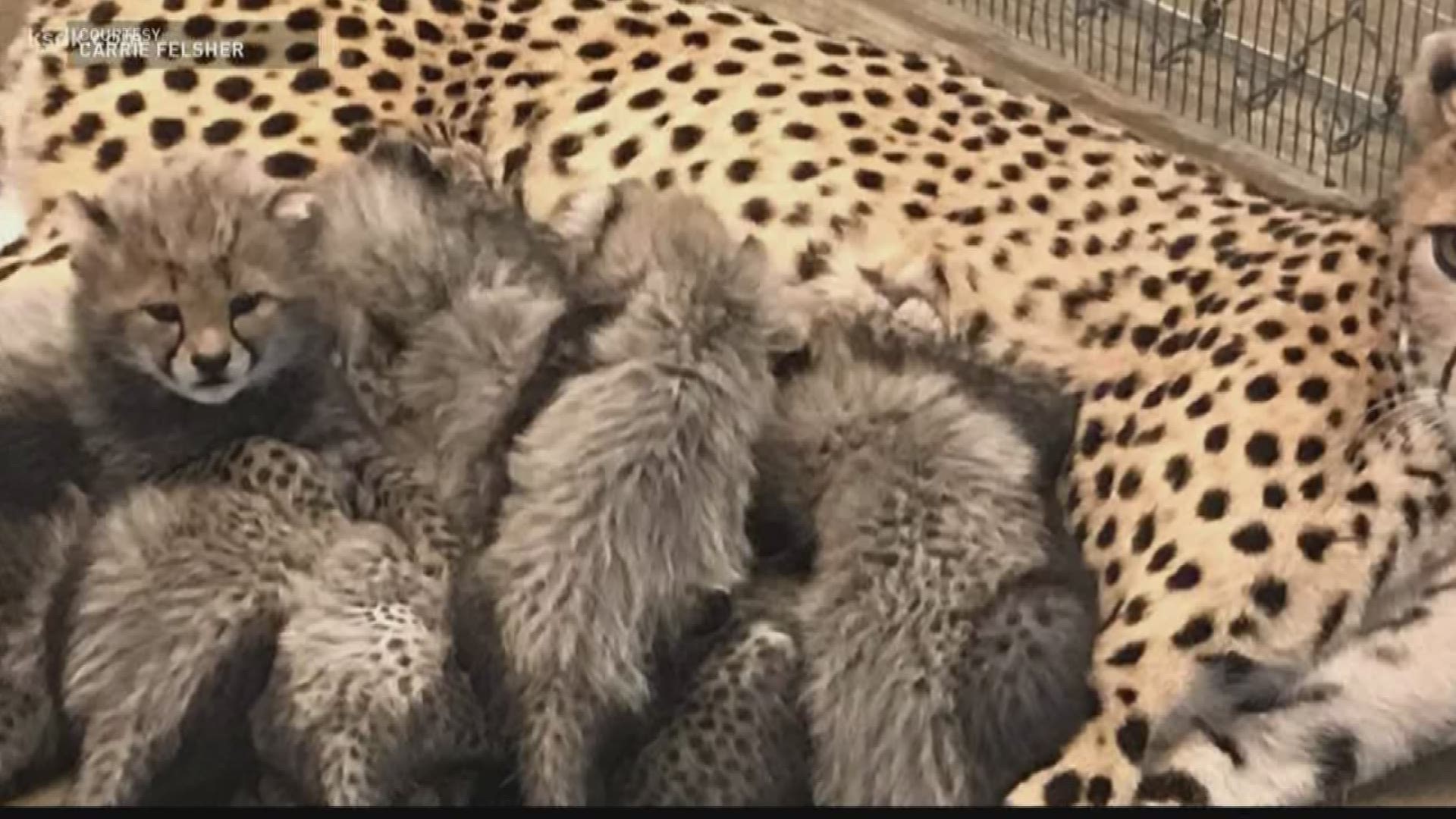 St. Louis Zoo cheetahs: 6 weeks old | ksdk.com