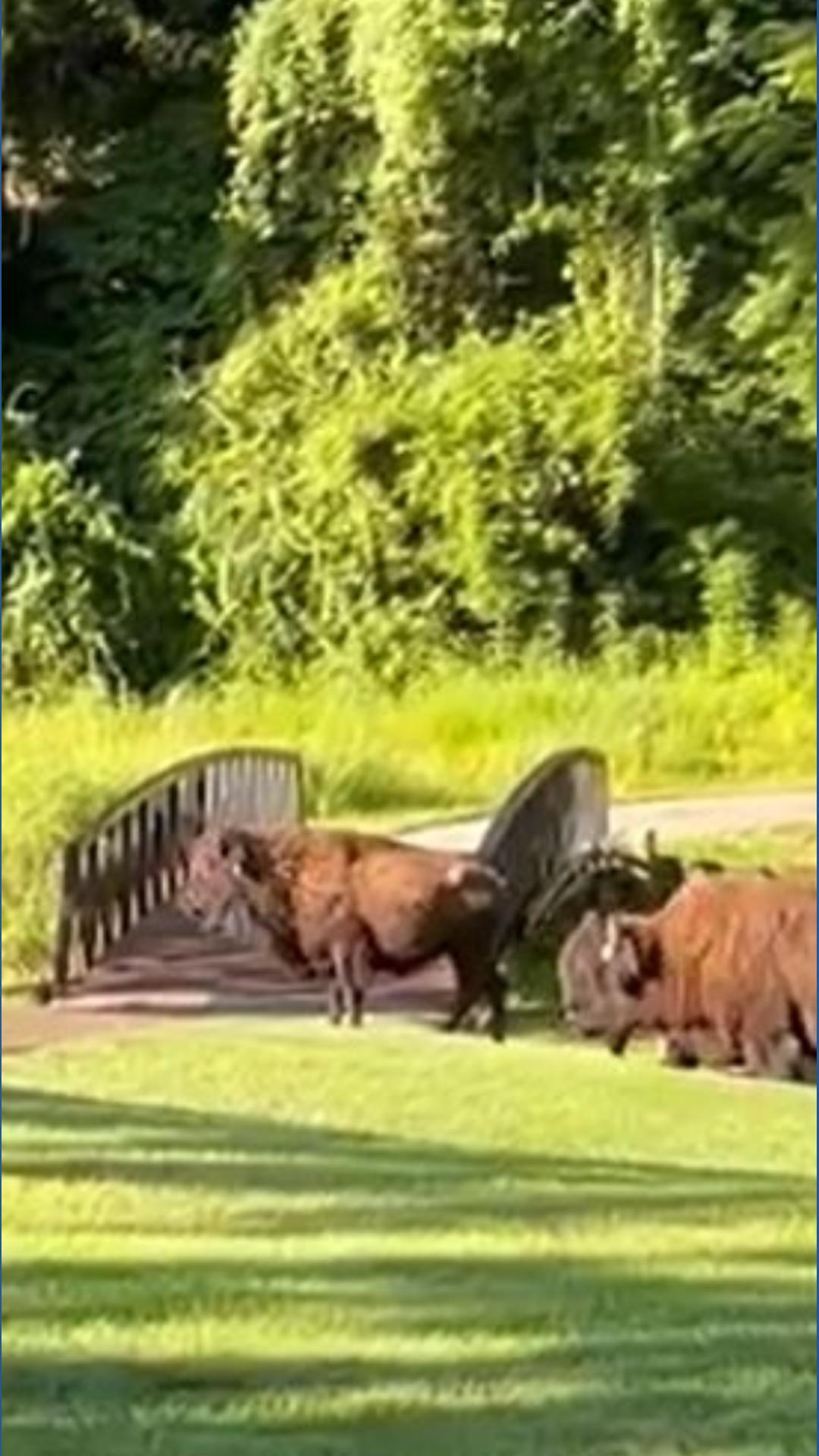 Missouri deputies kill bison after escape, owner injured | ksdk.com