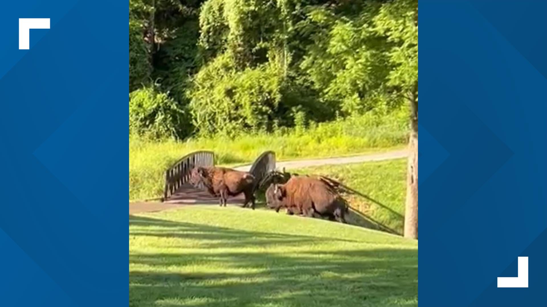 Missouri deputies kill bison after escape, owner injured | ksdk.com