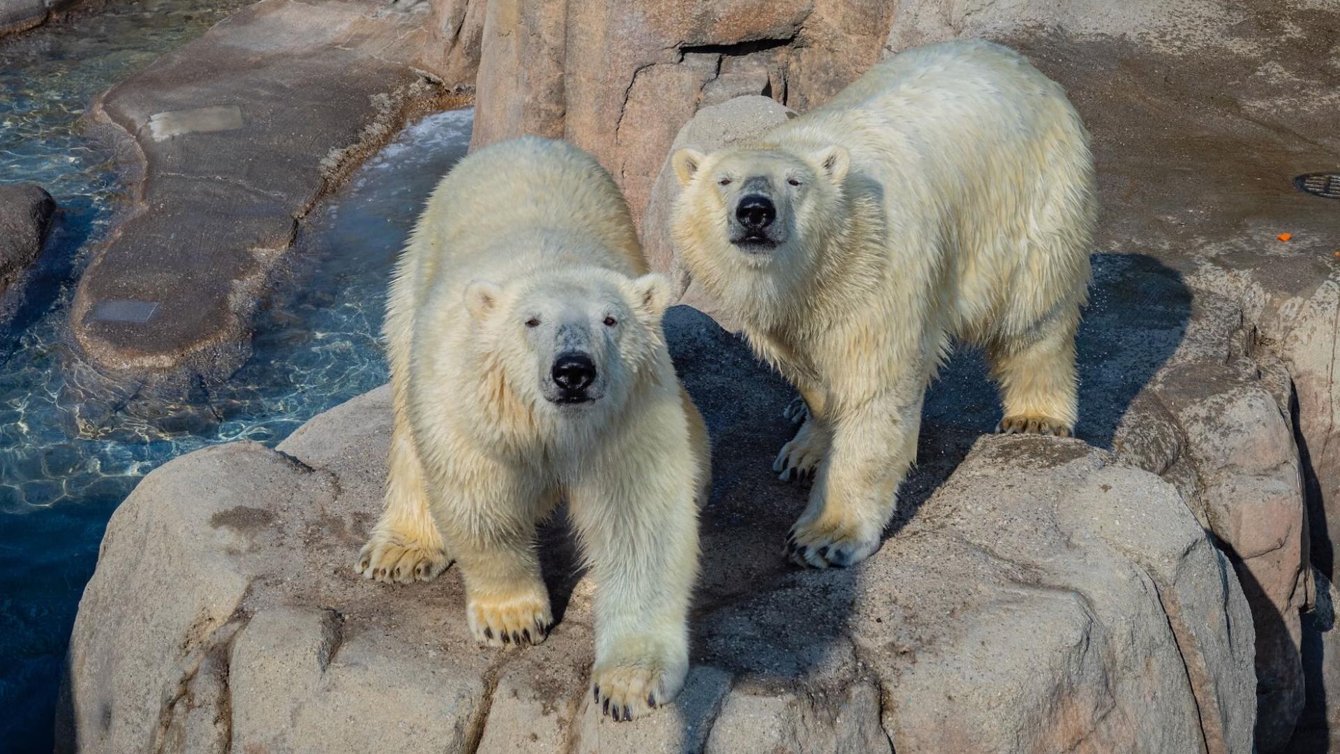 Saint Louis Zoo closes exhibits after dead duck tests positive for bird ...