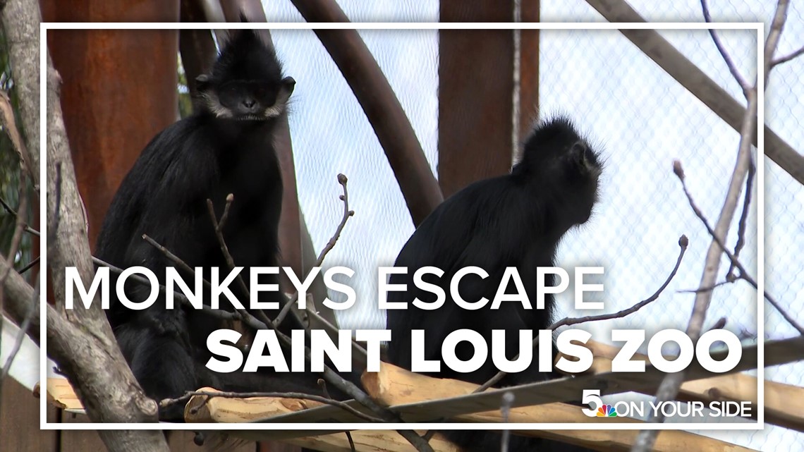 Monkey business at Saint Louis Zoo: 2 primates escape after door left ...
