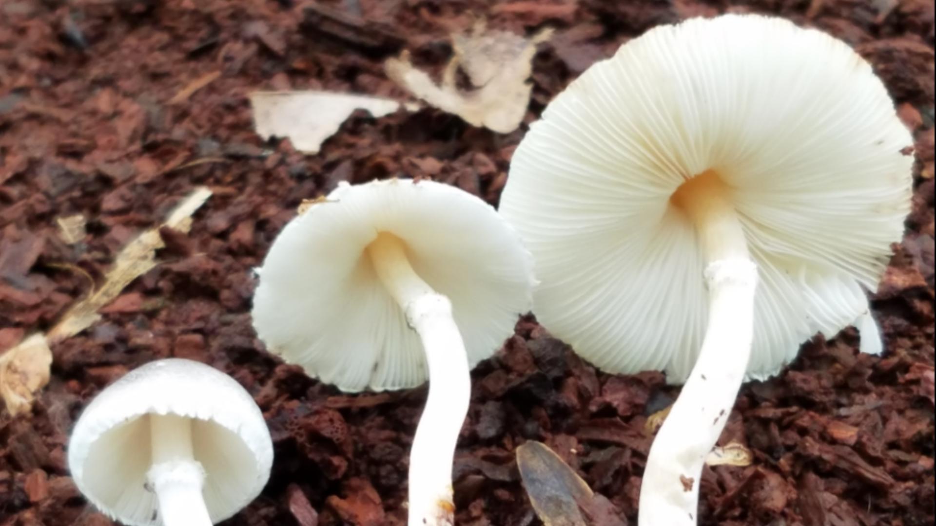 Missouri fall mushroom guide: Edible and poisonous fungi hunting | ksdk.com