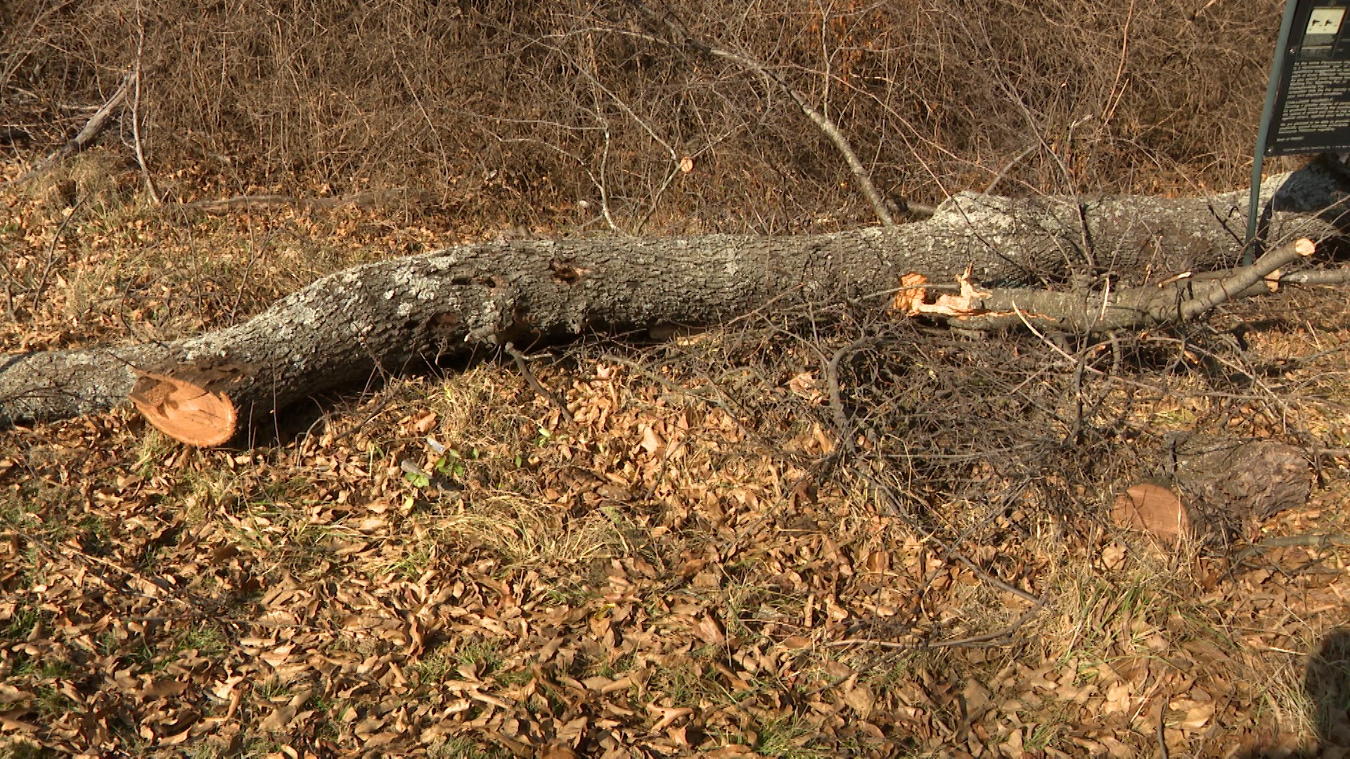 Normandy public works employee killed by falling tree | ksdk.com