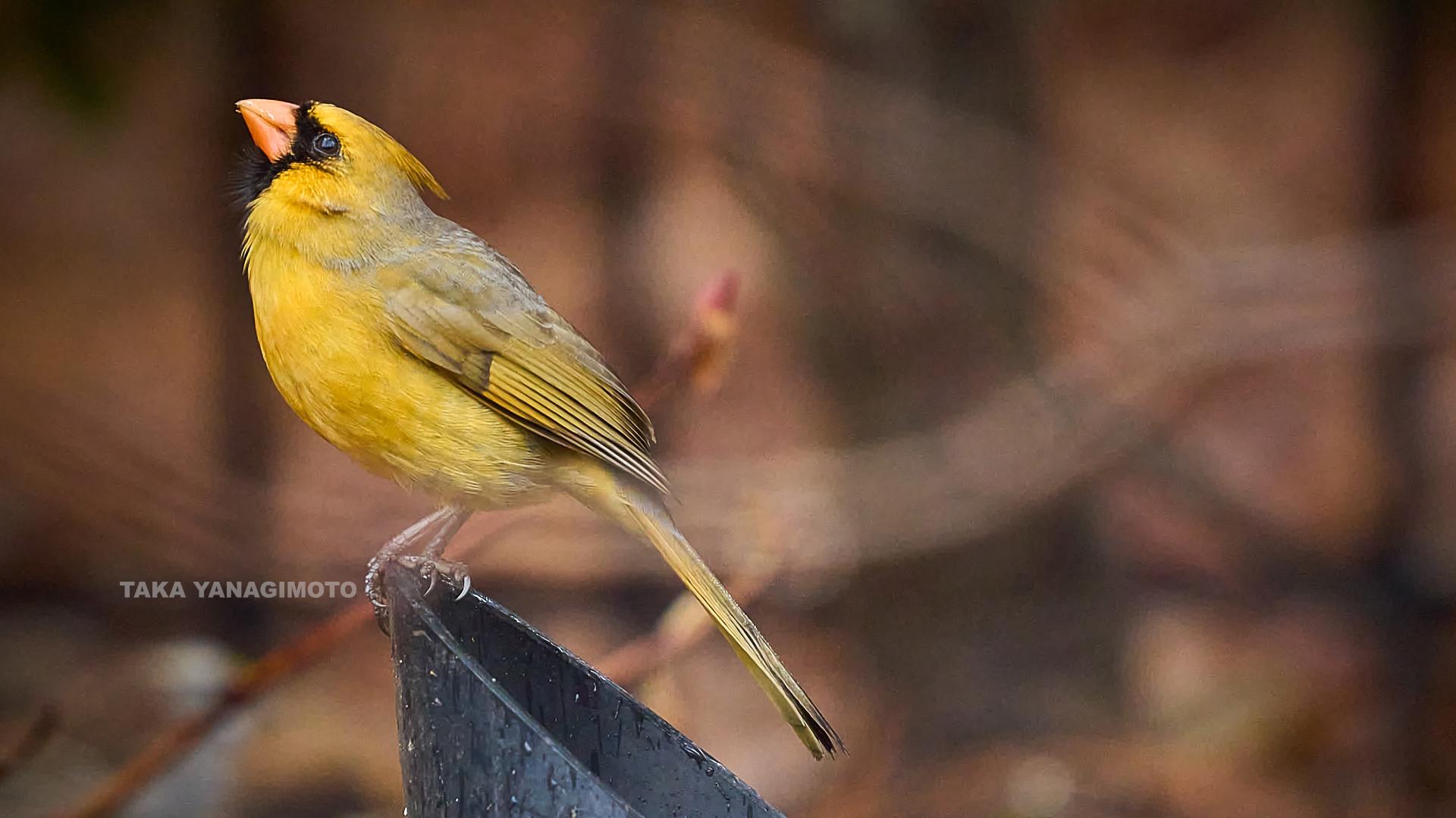 Rare 'yellow' cardinal captured by St. Louis Cardinals photographer ...