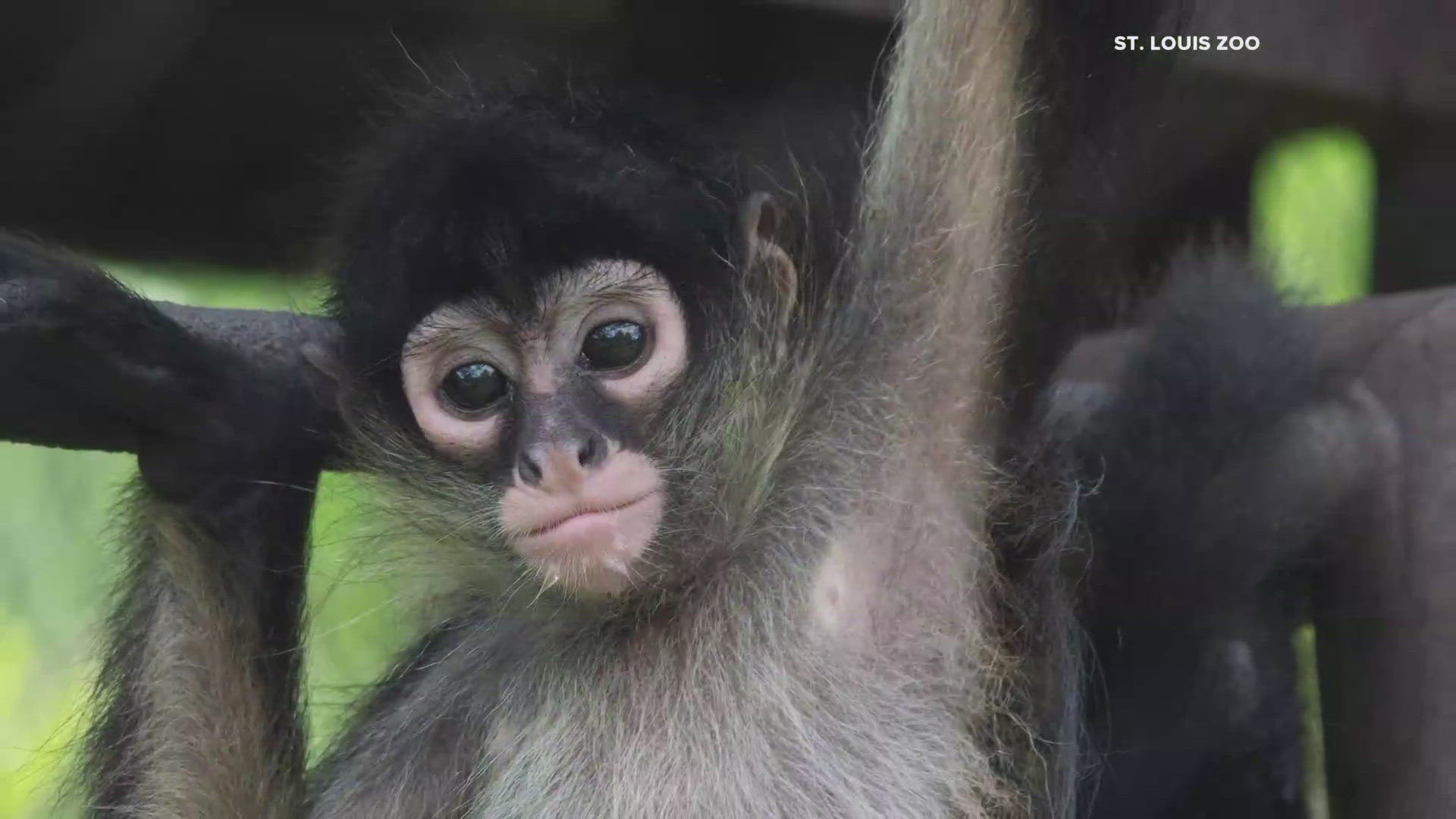 Saint Louis Zoo takes in spider monkeys rescued from U.S. southern border | ksdk.com