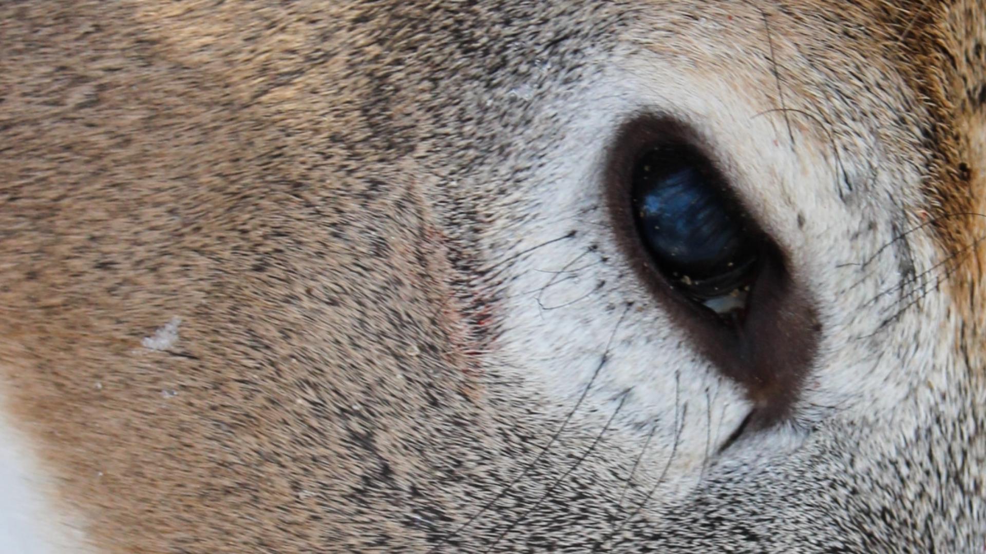 Several Missouri deer, cow, and calf poached and left to rot | ksdk.com