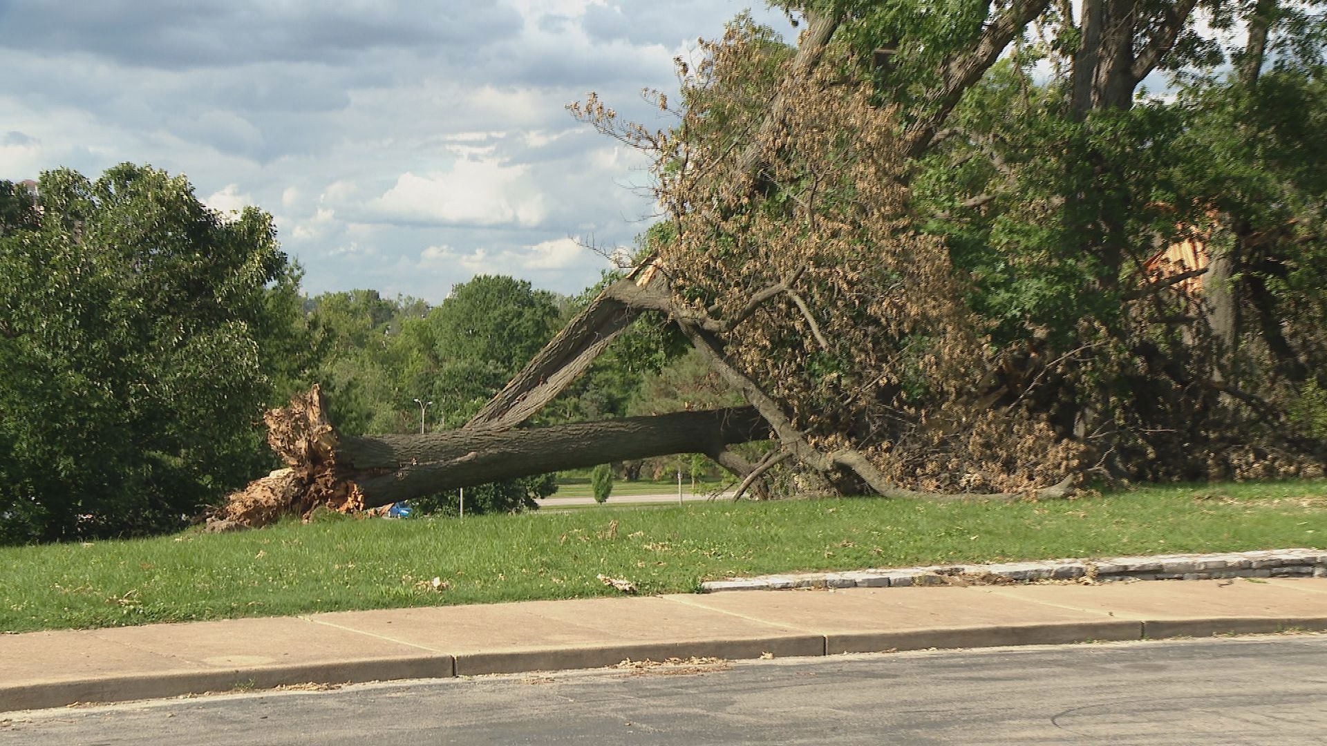 Storm damages thousands of trees in Forest Park, recovery ongoing ...