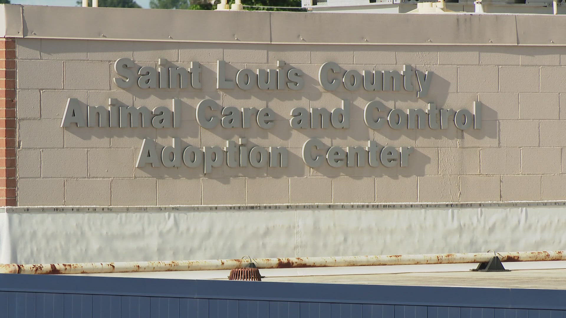 St. Louis County seeks homes for 60 shelter dogs | ksdk.com
