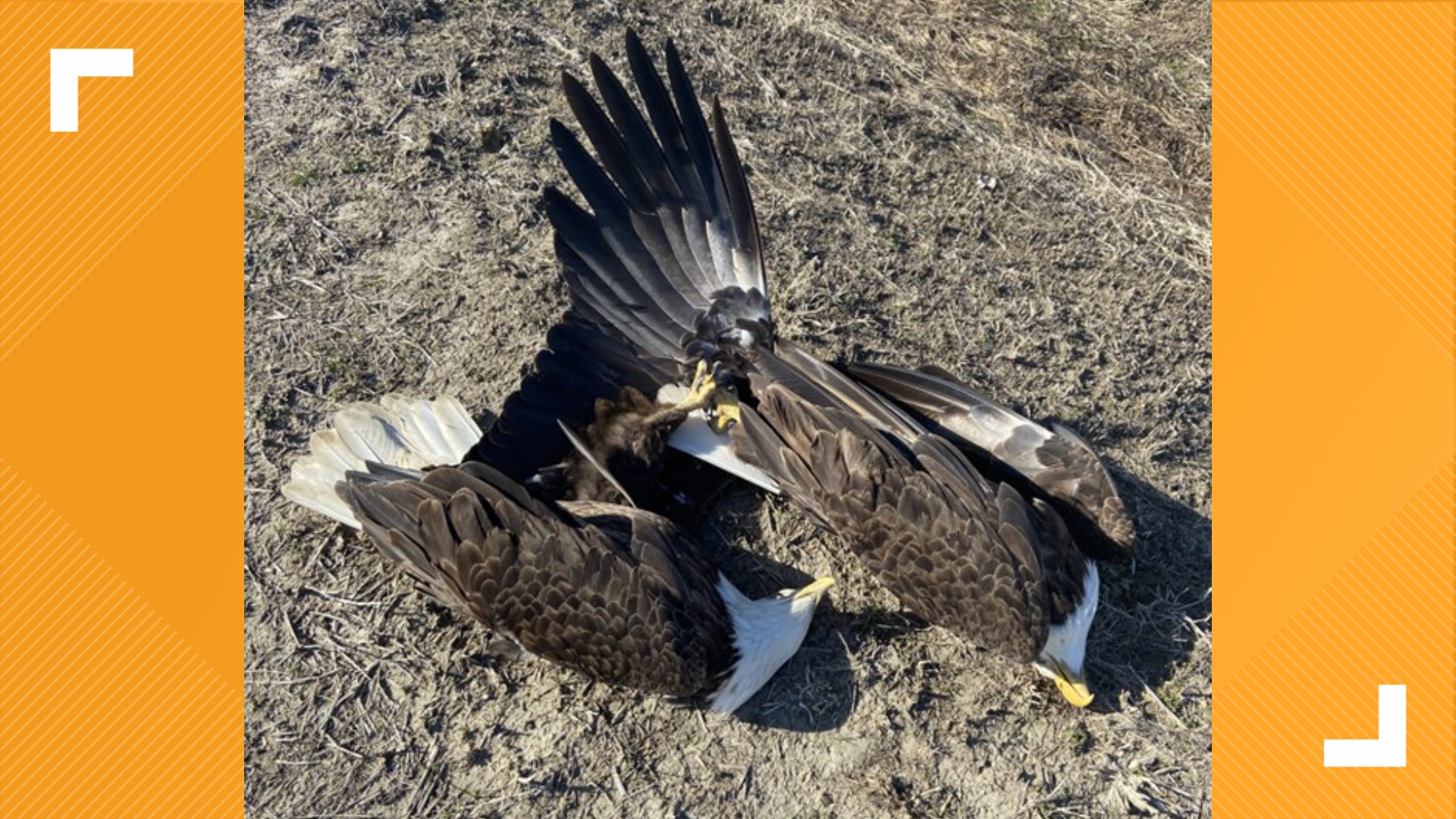 2 eagles 'locked together' found dead in Missouri | ksdk.com